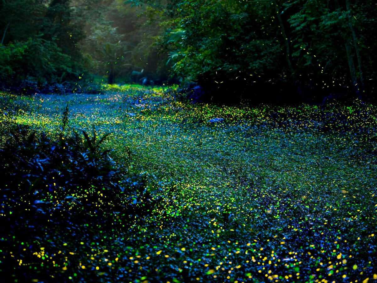 Taiwan Attractions | A carefully curated selection of firefly viewing ...